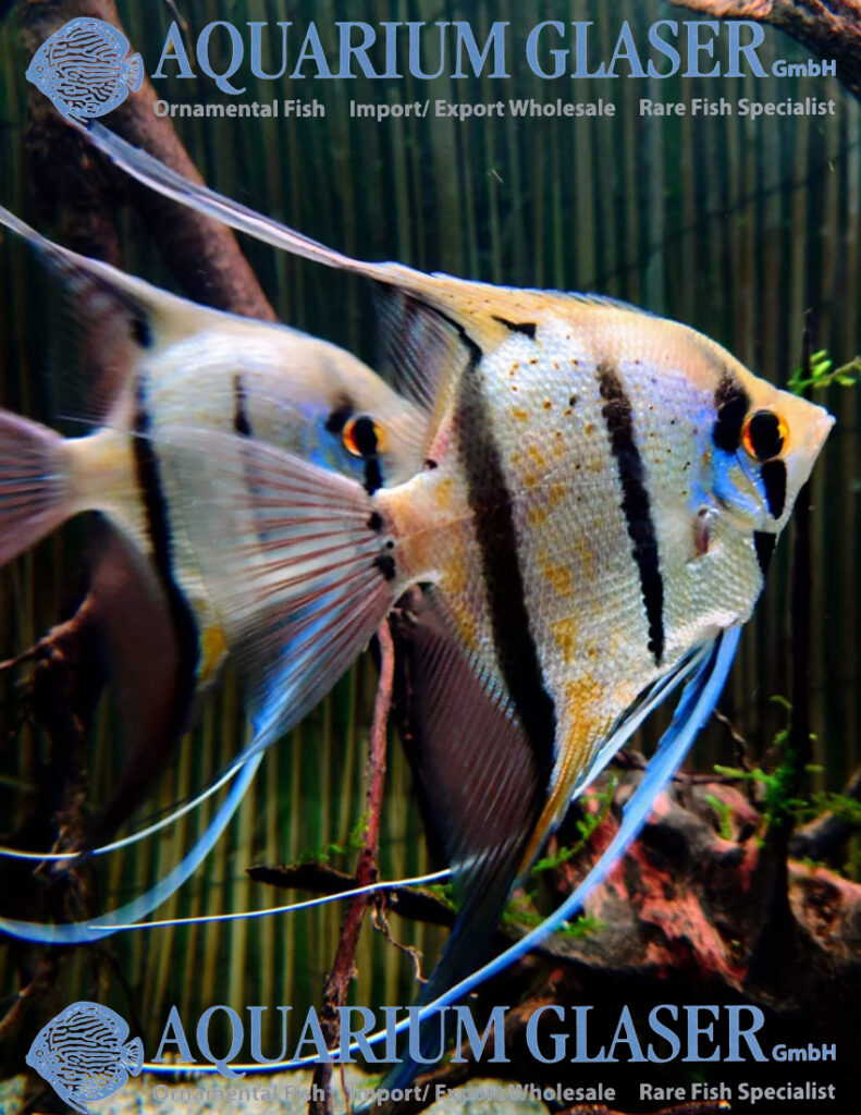 Pterophyllum sp. „Rio Nanay“ Nachzucht - Aquarium Glaser GmbH