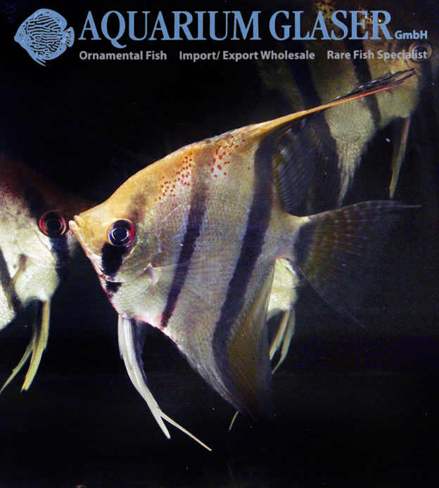 Pterophyllum scalare Santa Isabel - Aquarium Glaser GmbH