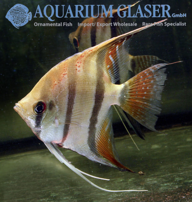 Pterophyllum scalare Santa Isabel - Aquarium Glaser GmbH