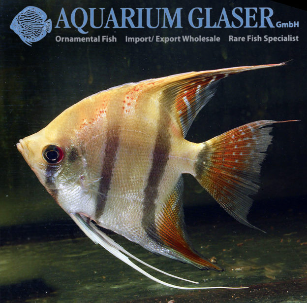 Pterophyllum scalare Santa Isabel - Aquarium Glaser GmbH