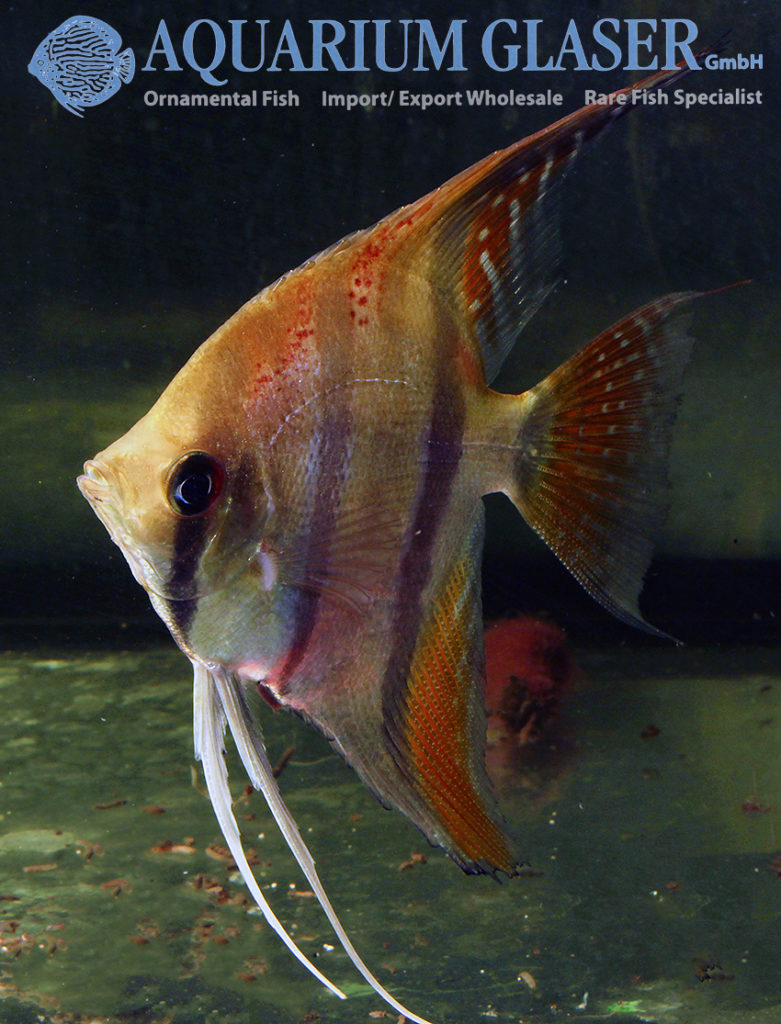 Pterophyllum scalare Santa Isabel - Aquarium Glaser GmbH