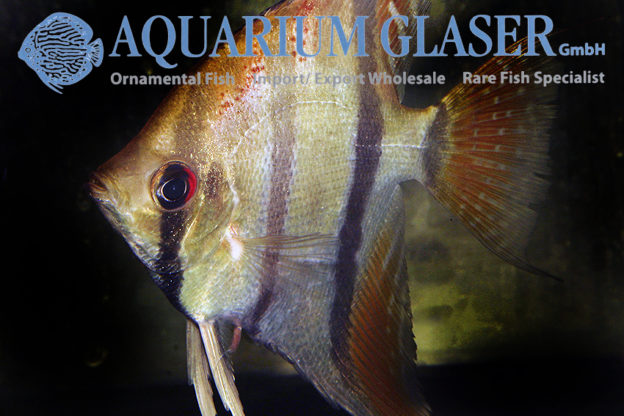 Pterophyllum scalare Santa Isabel - Aquarium Glaser GmbH