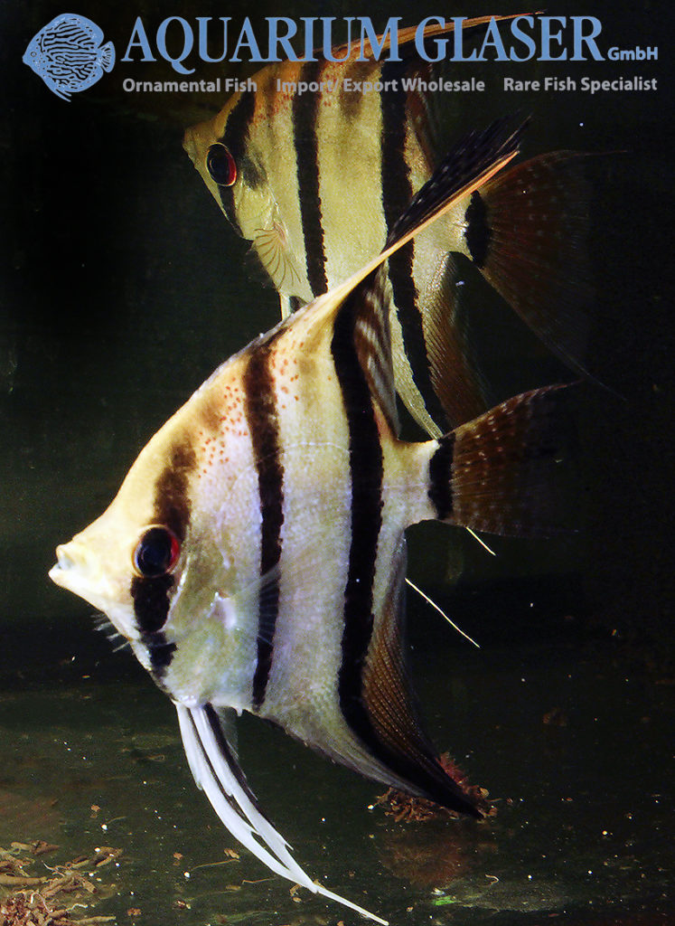 Pterophyllum scalare Santa Isabel - Aquarium Glaser GmbH