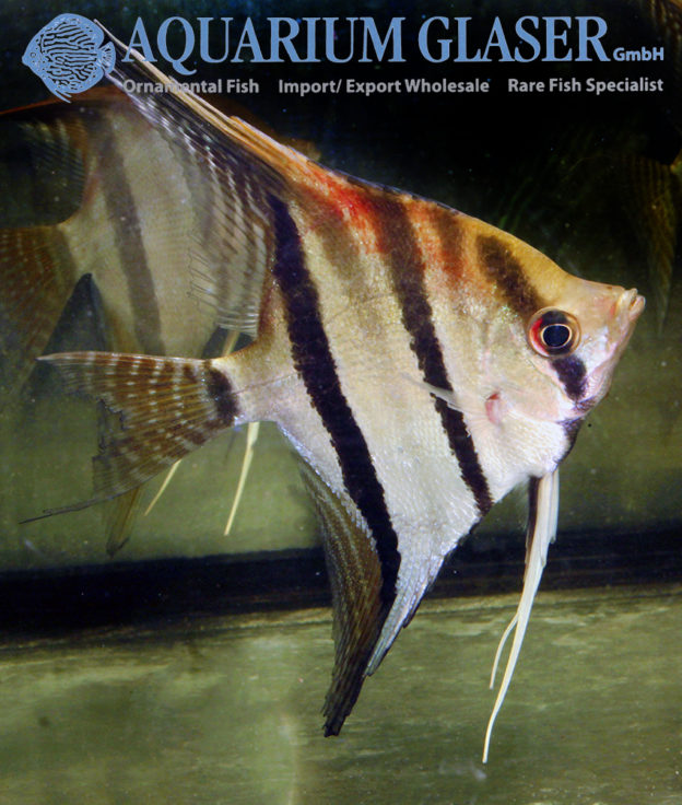 Pterophyllum scalare Santa Isabel - Aquarium Glaser GmbH