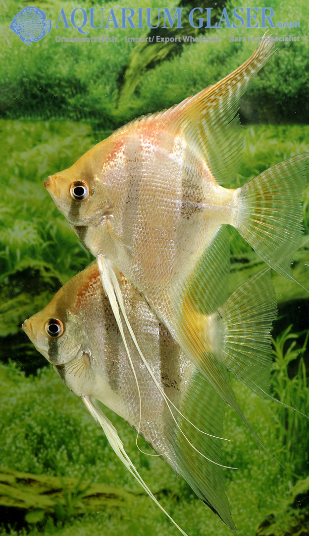 Pterophyllum „Santa Isabel“ - Aquarium Glaser GmbH