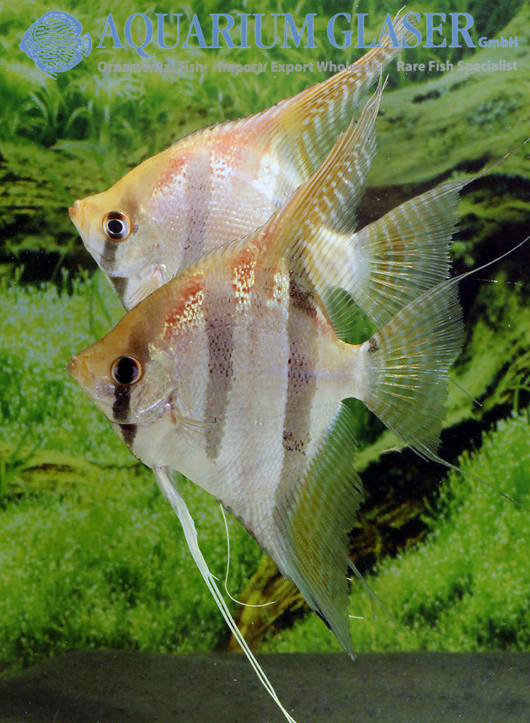 Pterophyllum „Santa Isabel“ - Aquarium Glaser GmbH
