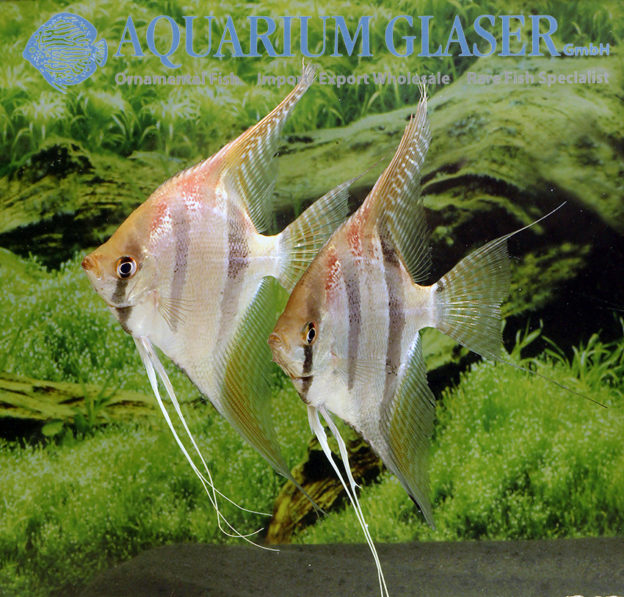 Pterophyllum „Santa Isabel“ - Aquarium Glaser GmbH