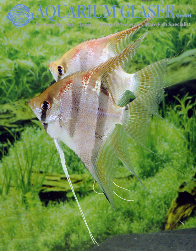 Pterophyllum „Santa Isabel“ - Aquarium Glaser GmbH