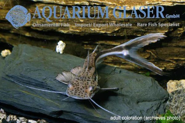 Sorubimichthys planiceps - Aquarium Glaser GmbH