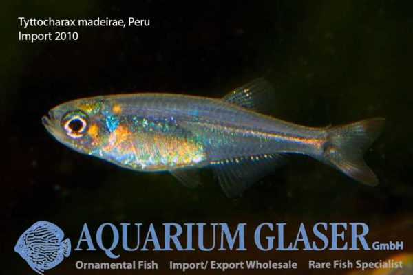 Dwarf Tetras from Peru 2: Tyttocharax cochui - Aquarium Glaser GmbH
