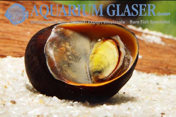 Neritina pulligera - Aquarium Glaser GmbH