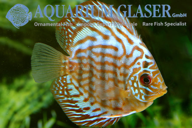 Symphysodon "Super Red Turqoise". - Aquarium Glaser GmbH