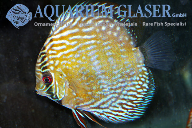 Diskus wild Oriximiná - Aquarium Glaser GmbH