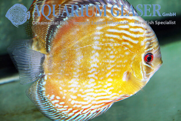 Diskus wild Oriximiná - Aquarium Glaser GmbH
