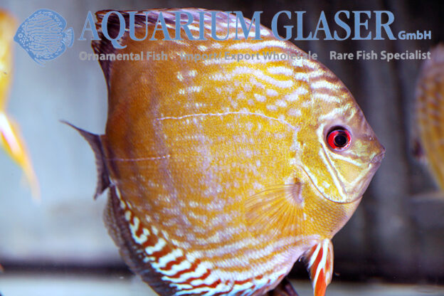 Diskus wild Oriximiná - Aquarium Glaser GmbH
