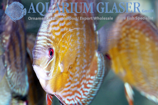 Diskus wild Oriximiná - Aquarium Glaser GmbH