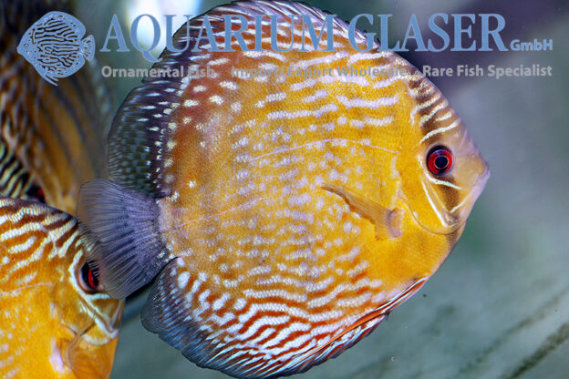 Diskus wild Oriximiná - Aquarium Glaser GmbH