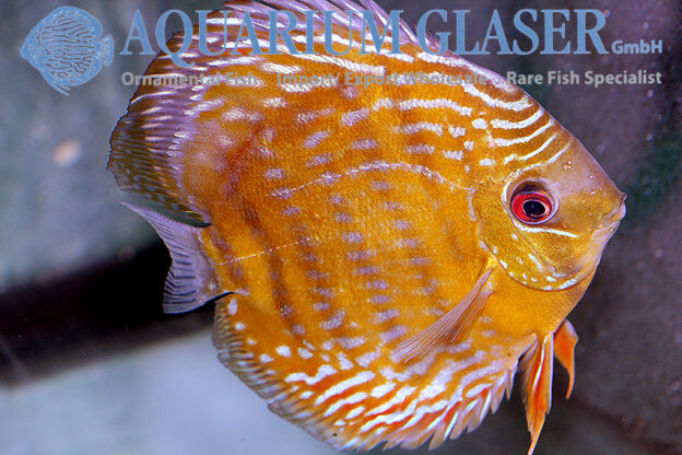 Diskus wild Oriximiná - Aquarium Glaser GmbH