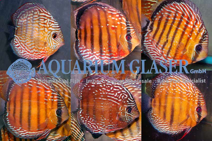 Wonderful, large Discus from Oriximiná arrived! - Aquarium Glaser GmbH