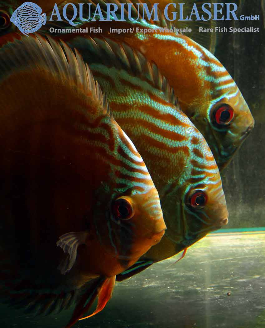 Discusvis Smallest Discus Fish New Arrivals