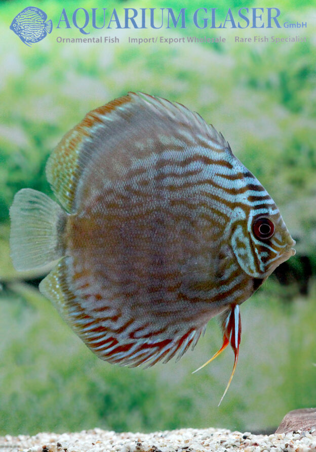 Discus Special (3): Brown/blue Discus - Aquarium Glaser GmbH