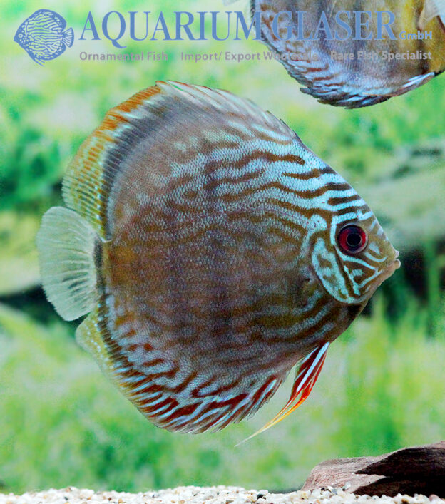 Discus Special (3): Brown/blue Discus - Aquarium Glaser GmbH