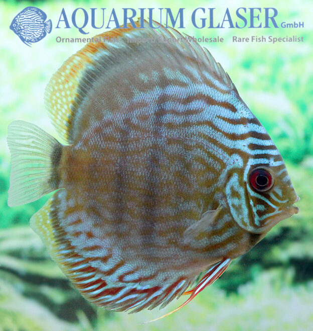 Discus Special (3): Brown/blue Discus - Aquarium Glaser GmbH