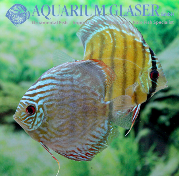 Discus Special (3): Brown/blue Discus - Aquarium Glaser GmbH