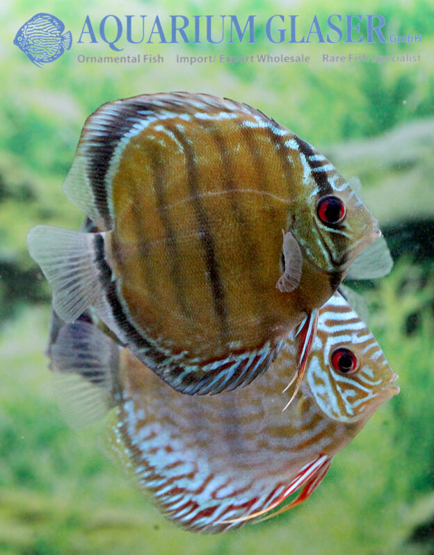 Discus Special (3): Brown/blue Discus - Aquarium Glaser GmbH