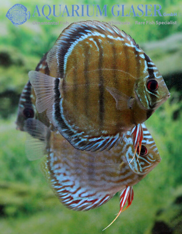 Discus Special (3): Brown/blue Discus - Aquarium Glaser GmbH