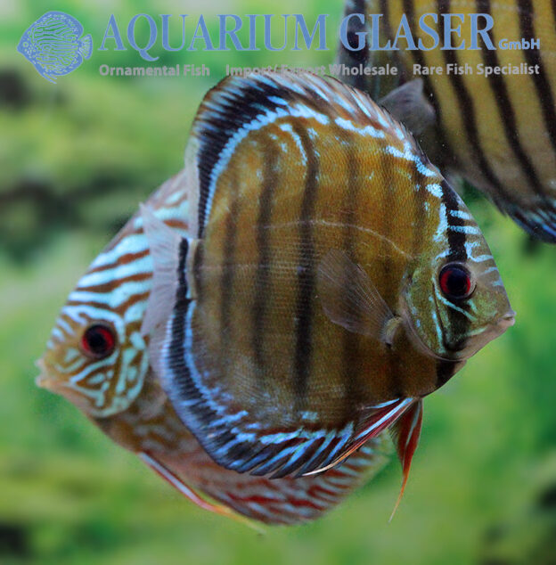 Discus Special (3): Brown/blue Discus - Aquarium Glaser GmbH