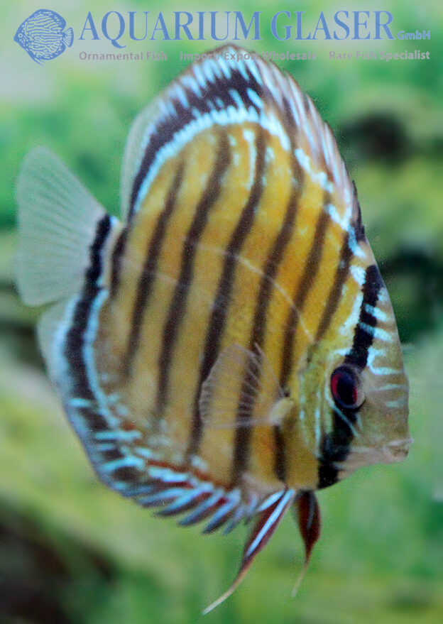 Discus Special (3): Brown/blue Discus - Aquarium Glaser GmbH