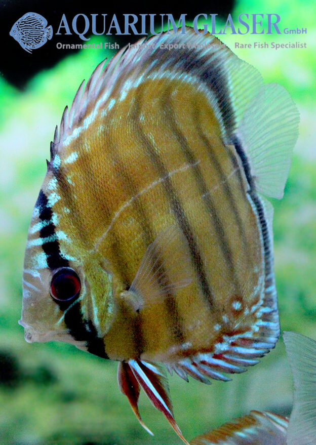 Discus Special (3): Brown/blue Discus - Aquarium Glaser GmbH