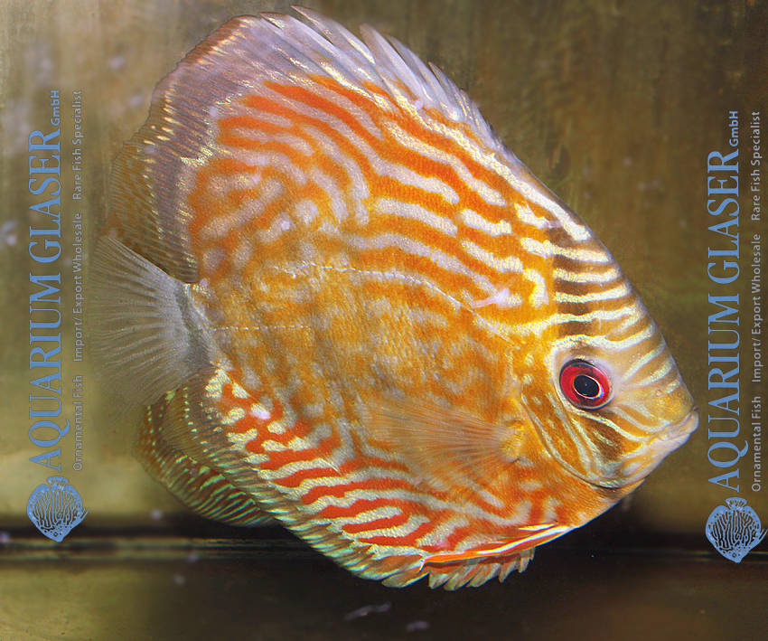 Discus Royal Blue Nhamunda Maracanha - Aquarium Glaser GmbH