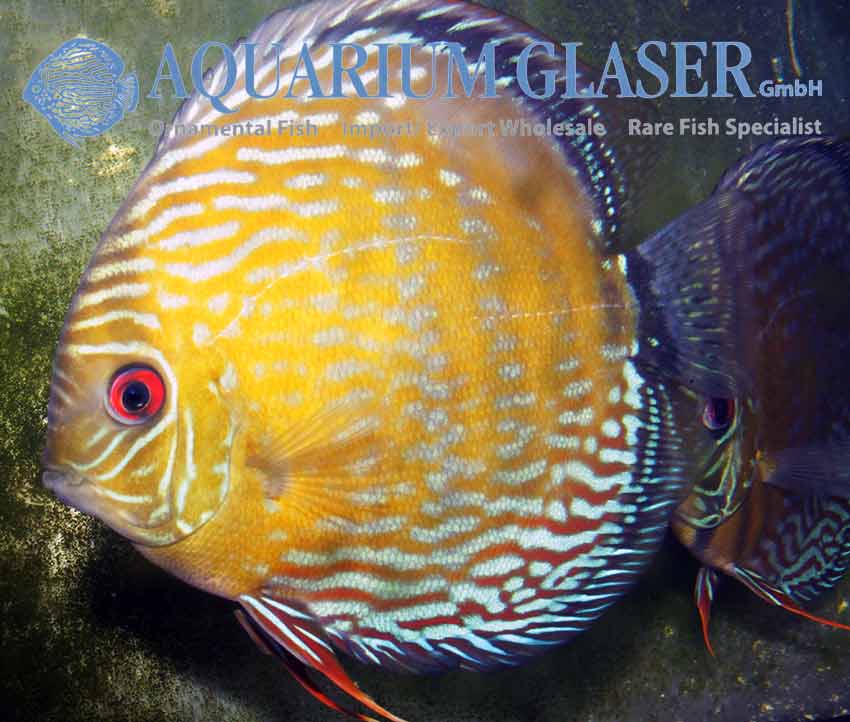 Royal Blue Discus
