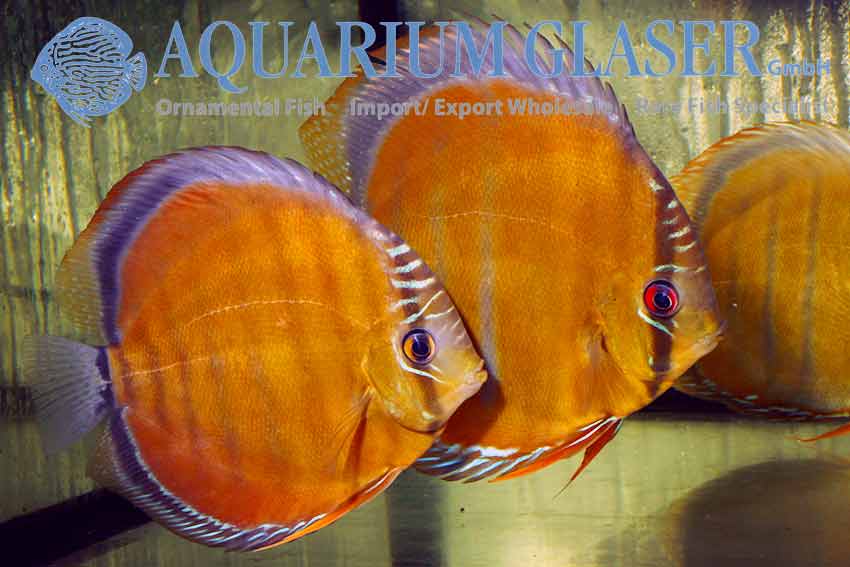 Brown Discus Fish Red Turquoise Discus – Myrtle Beach Discus