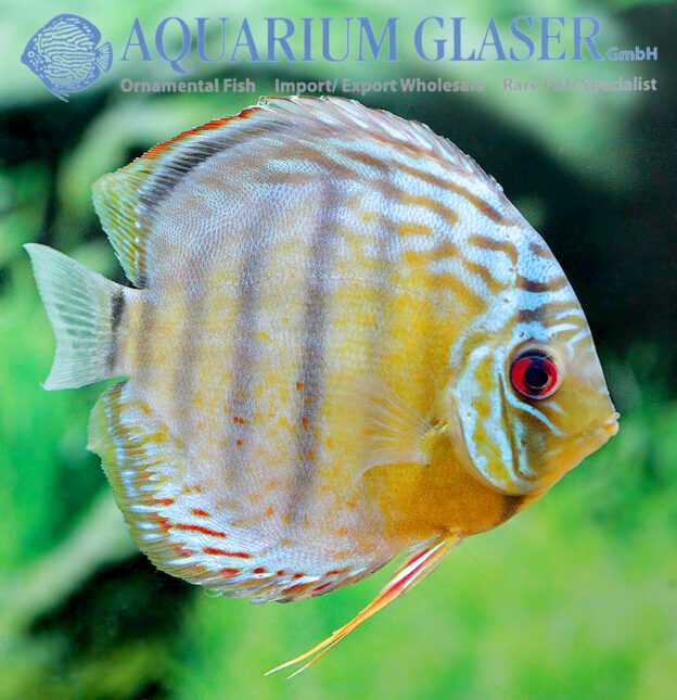 Discus Special (2): Discus Green 7-9 cm - Aquarium Glaser GmbH