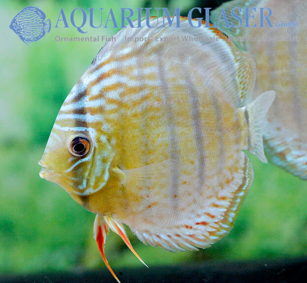 Discus Special (2): Discus Green 7-9 cm - Aquarium Glaser GmbH