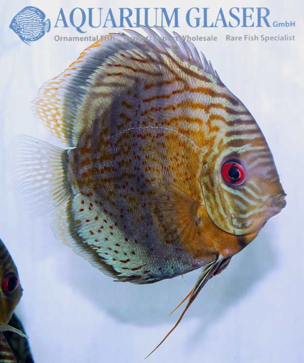 Symphysodon aequifasciatus „Royal Green Tefé“ - Aquarium Glaser GmbH