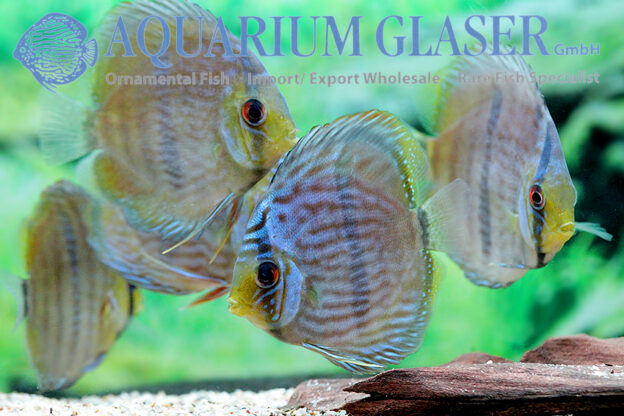 Discus Special (1): Discus Heckel Rio Negro 7-9 cm - Aquarium Glaser GmbH