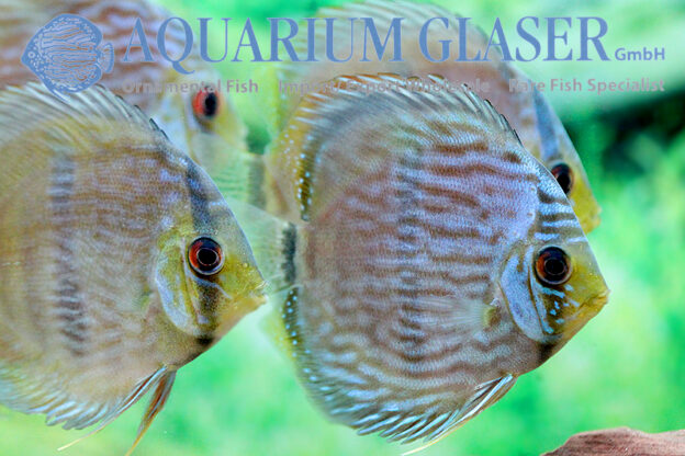 Discus Special (1): Discus Heckel Rio Negro 7-9 cm - Aquarium Glaser GmbH
