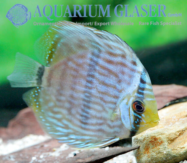 Discus Special (1): Discus Heckel Rio Negro 7-9 cm - Aquarium Glaser GmbH