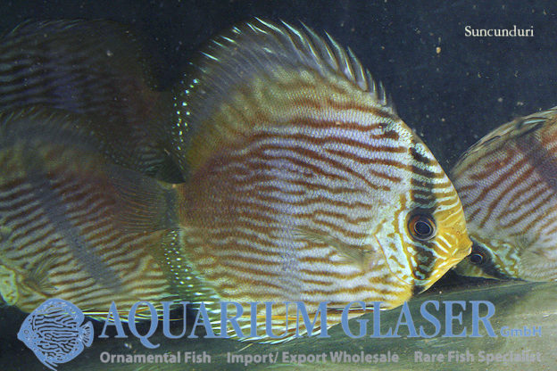 Symphysodon discus - Aquarium Glaser GmbH