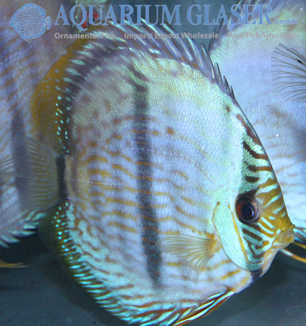 Symphysodon discus "BLUE MOON". - Aquarium Glaser GmbH