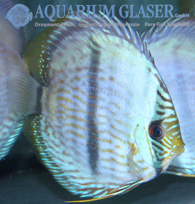 Symphysodon discus "BLUE MOON". - Aquarium Glaser GmbH