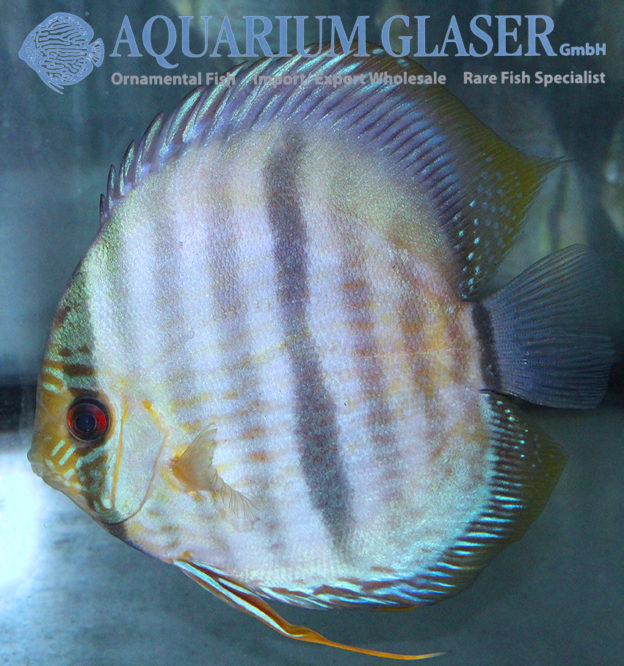 Symphysodon discus "BLUE MOON". - Aquarium Glaser GmbH