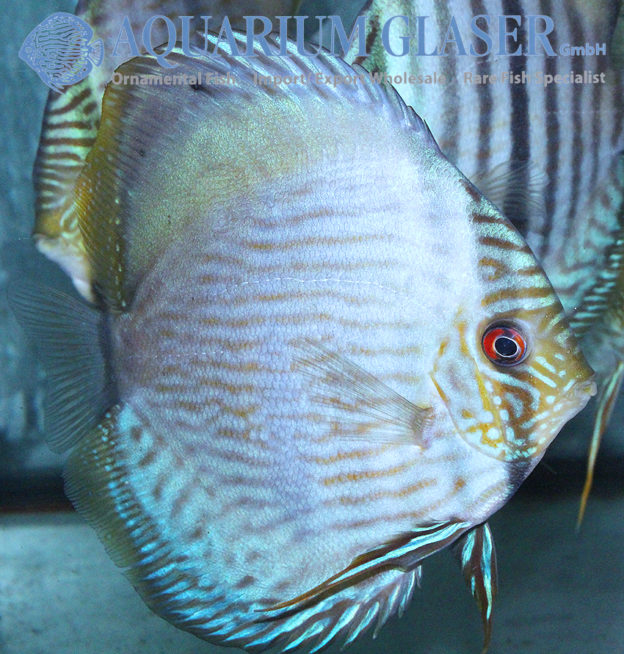 Symphysodon discus "BLUE MOON". - Aquarium Glaser GmbH