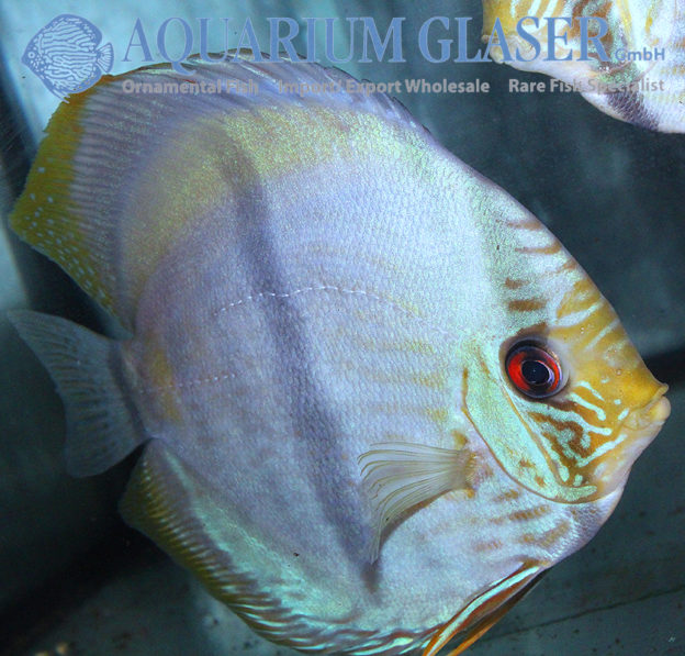 Symphysodon discus "BLUE MOON". - Aquarium Glaser GmbH