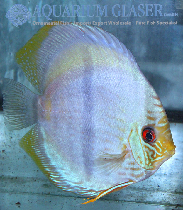 Symphysodon discus "BLUE MOON". - Aquarium Glaser GmbH