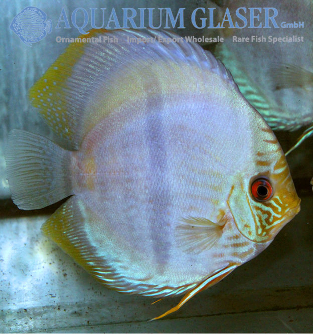 Symphysodon discus "BLUE MOON". - Aquarium Glaser GmbH